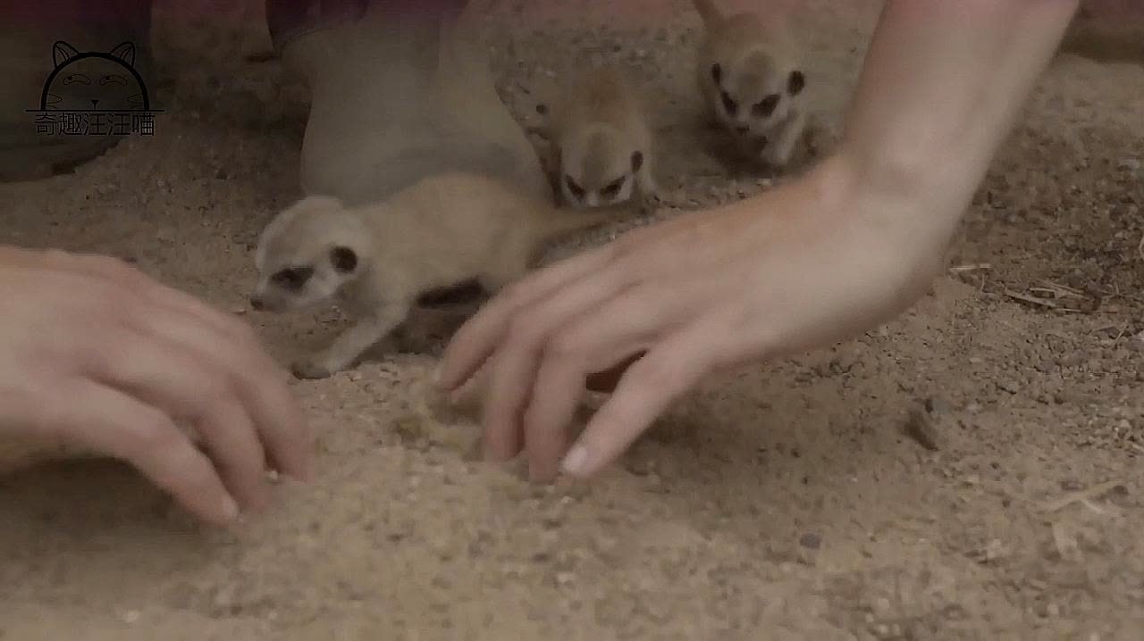 动画狮子王中丁满的原型,小小一只,真...