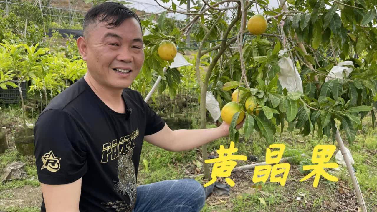 很多网友想种植黄晶果,是对黄晶果又不了解,老林给大家分享下