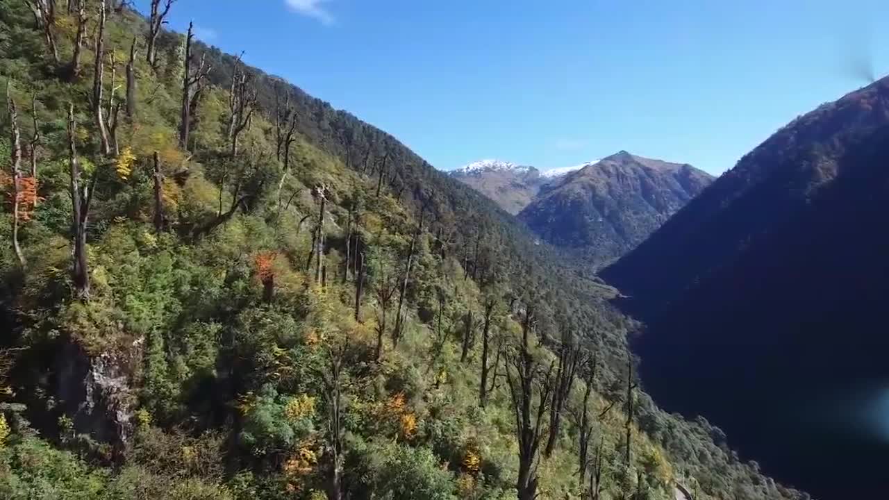 驴友航拍云南原始森林,发现一大片枯木