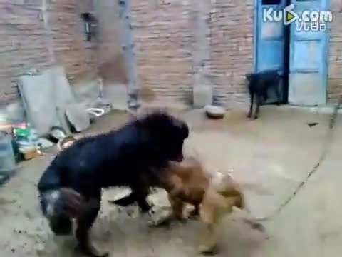 比特犬藏獒打架视频