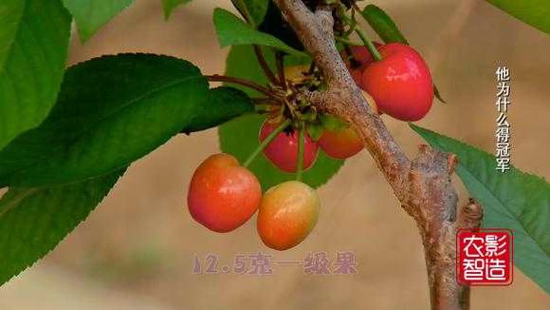 一亩樱桃头年就卖了十几万元,是啥种植技术让樱桃高产且品质好?
