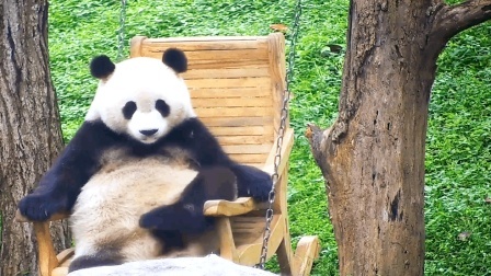 熊团子翘起二郎腿, 十分妖娆的坐在老爷椅上, 还淡定的挠着痒痒