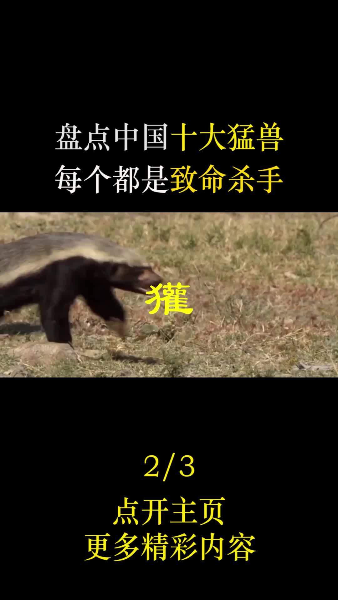 盘点中国最厉害的十大猛兽,个个都是致命杀手!熊猫:凭啥我第七