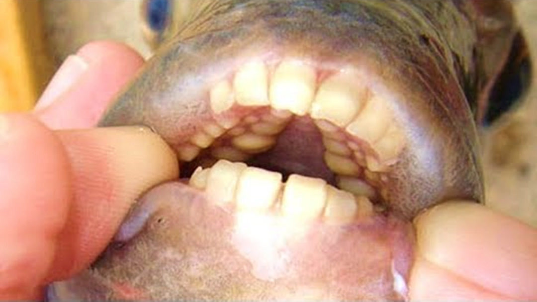 四种动物身上特殊结构,你知道吗?