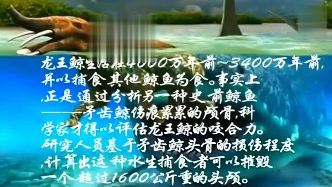 巨齿鲨:史前最恐怖的深海巨兽,龙王鲸vs巨齿鲨