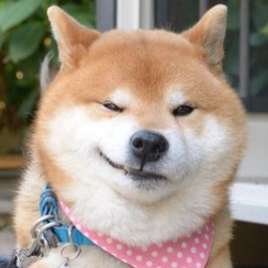 新时代柴犬犬 