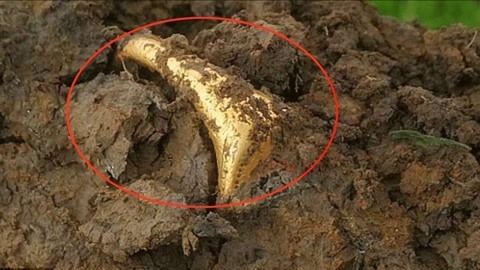 工人挖出300年前金戒指,估值200万元,博物馆却不敢收!