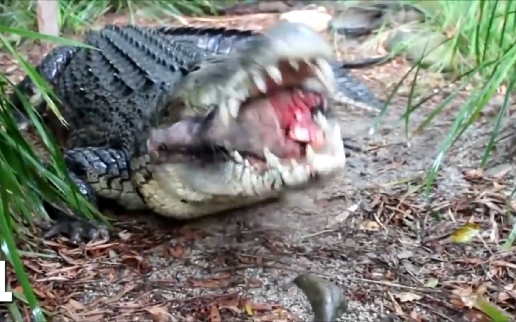 鳄鱼抢夺食物时,一个死亡翻滚竟咬下了同伴的脚丫子,太惨了!