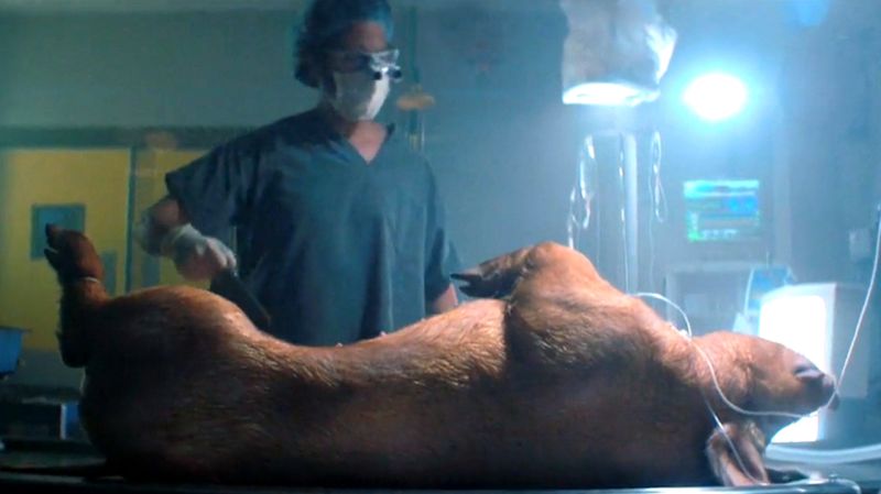 科学家为了救绝症妻子,将猪身上的器官移植给她,结果后悔不已!