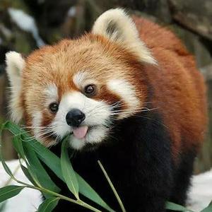 分秒必争饭饭饭饭饭饭 