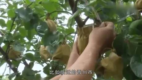 皇冠梨产地是哪里你知道吗?不清楚可以了解一下
