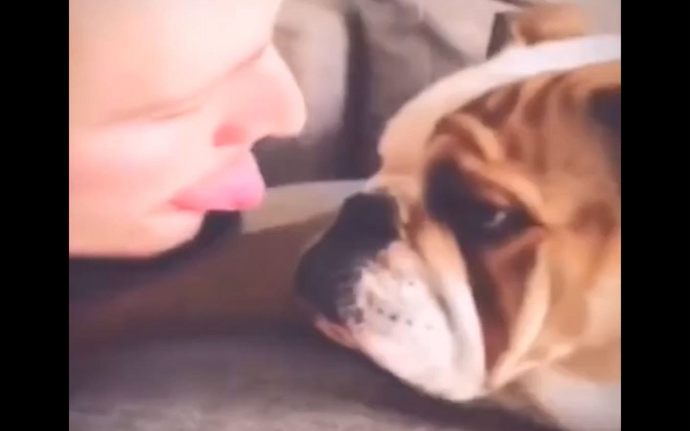 “动物模仿行为大赏”