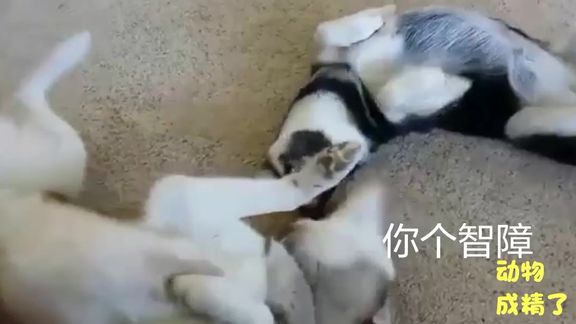 这是我见过最懒的二哈吵架,两只狗躺在地上翻着肚皮你一句我一句