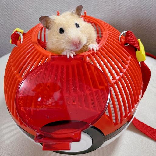 圆滚滚是小仓鼠 