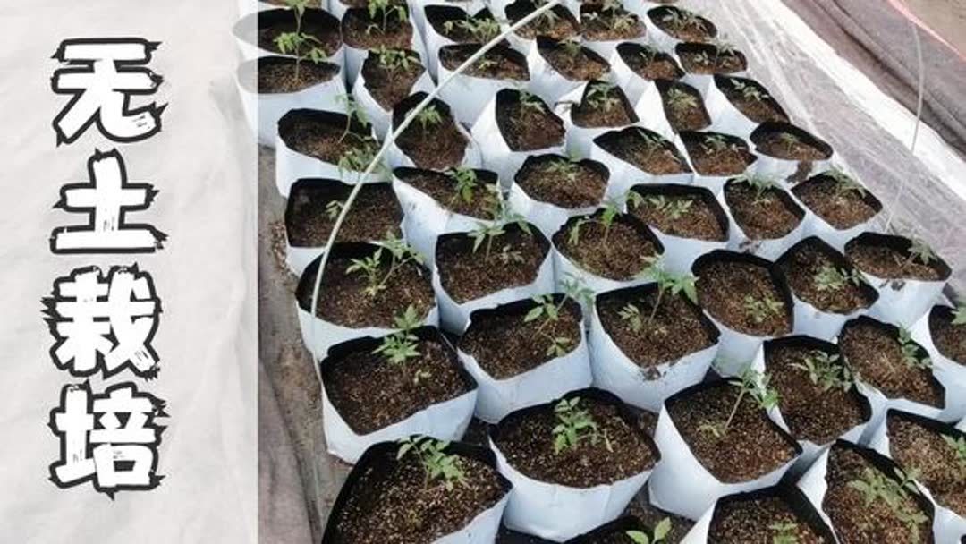 无土栽培讲究这么多,学会了,阳台种菜种花都不是事