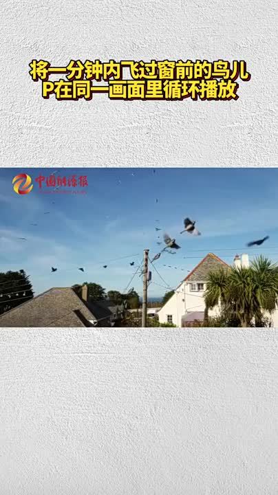 国外网友将一分钟内飞过窗前的鸟儿,P在同一画面里循环播放。
