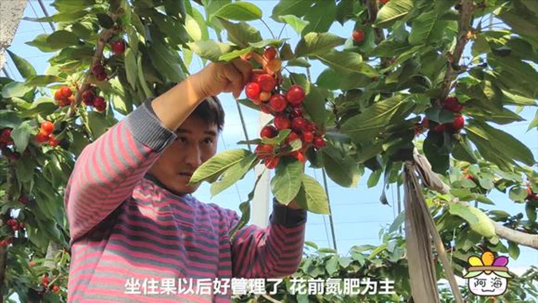 果农这样管理樱桃,膨果好坐果率高裂果少,现场讲解一学就会