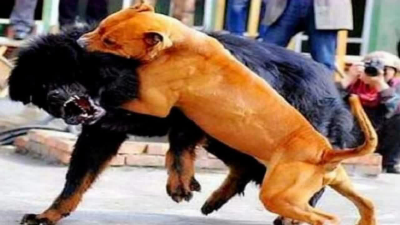 中国藏獒和日本土佐犬"打架",主人一拍手掌立马反攻,一招秒杀