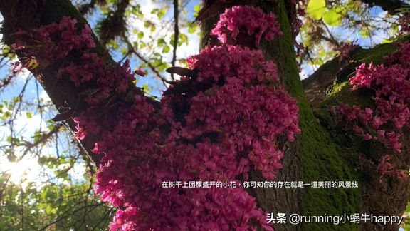 这个春天美的太嚣张,生活中的点滴美好你发现了吗?