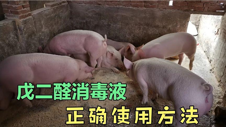 养殖小知识!戊二醛消毒液的正确使用方法,养殖户千万别用错了