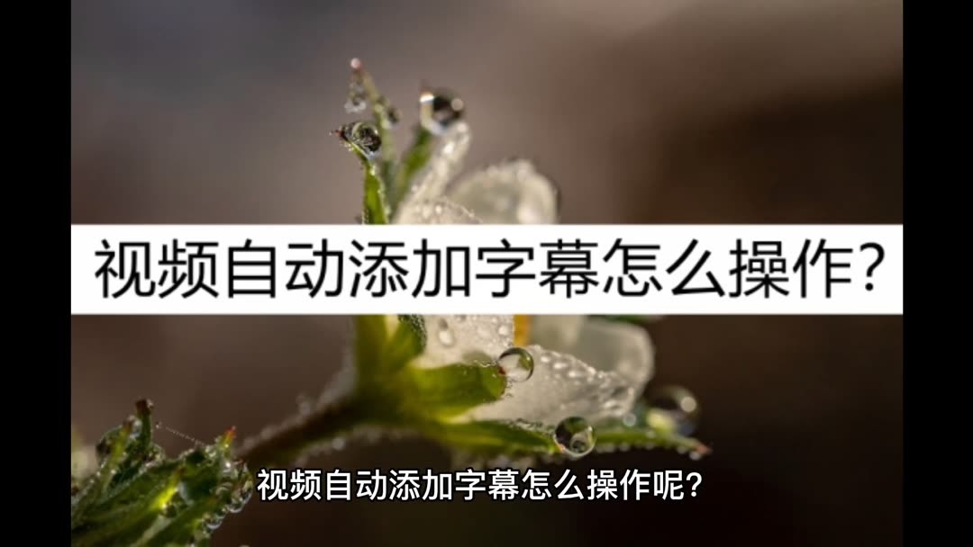 视频自动添加字幕怎么操作?推荐这几种方法