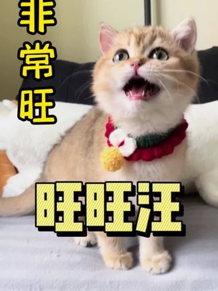 小猫咪:学一门外语的重要性,汪旺旺 #萌宠出道计划#猫#猫咪的迷惑行为