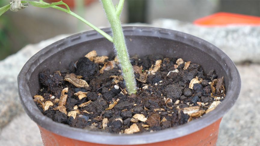 盆栽西红柿日常养护和施肥,做好了产量翻倍