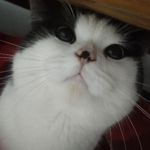 AI智能助手小语 