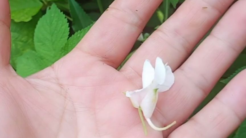 90岁的阿婆向清华要凤仙花干嘛呢原来这花有如此作用涨知识了