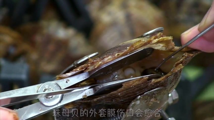 原来“珍珠”是这样养殖的,难怪市场价高