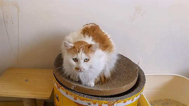 收养的流浪猫大毛患膀胱结石,下了导尿管,遭老罪了,真可怜