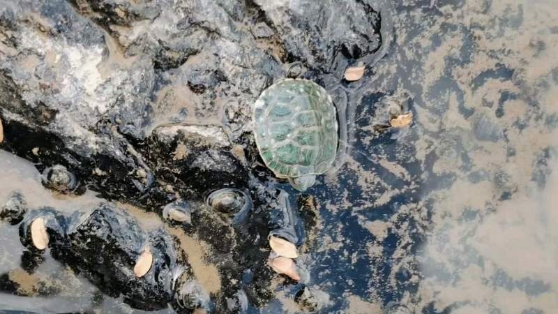 全家出动放生小乌龟,小乌龟能回归大自然我们都很高兴