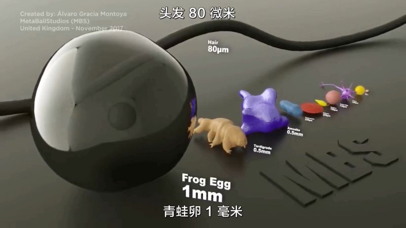 病毒和生物的对比