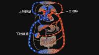 4.心脏的结构和血液循环的途径 人教版七年级生物下册