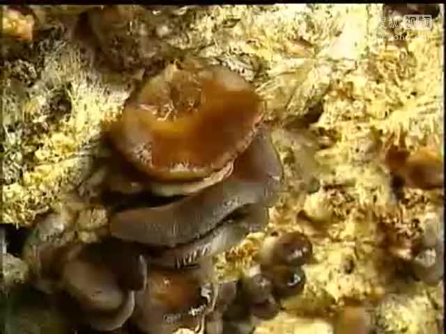 最新平菇栽培技术-新手必看