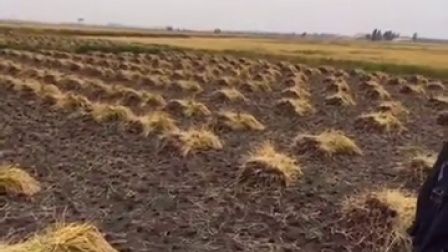 有机种植的水稻成色就是不一样