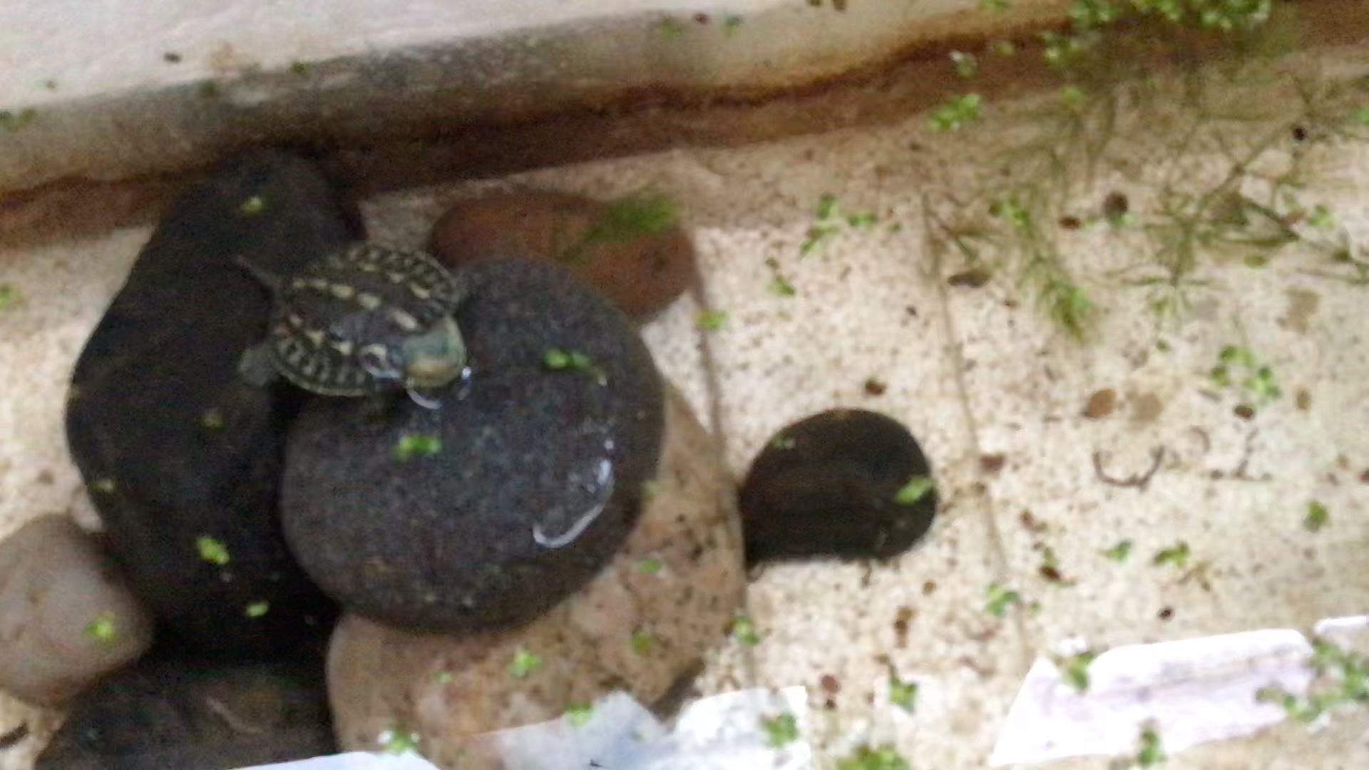 乌龟互动性培养教程