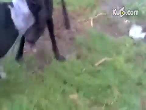 斗狗卡纳比赛现场 斗狗打架 视频