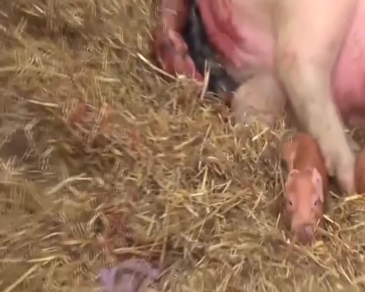 黄芪多糖,可溶性粉兽用猪牛羊预防感冒药鸭鹅禽药抗病毒提高免疫