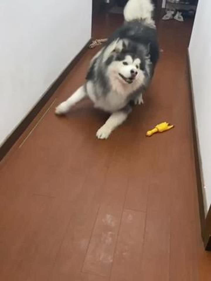 家有萌宠:大过年的也没啥才艺,给大家表演个舞狮吧