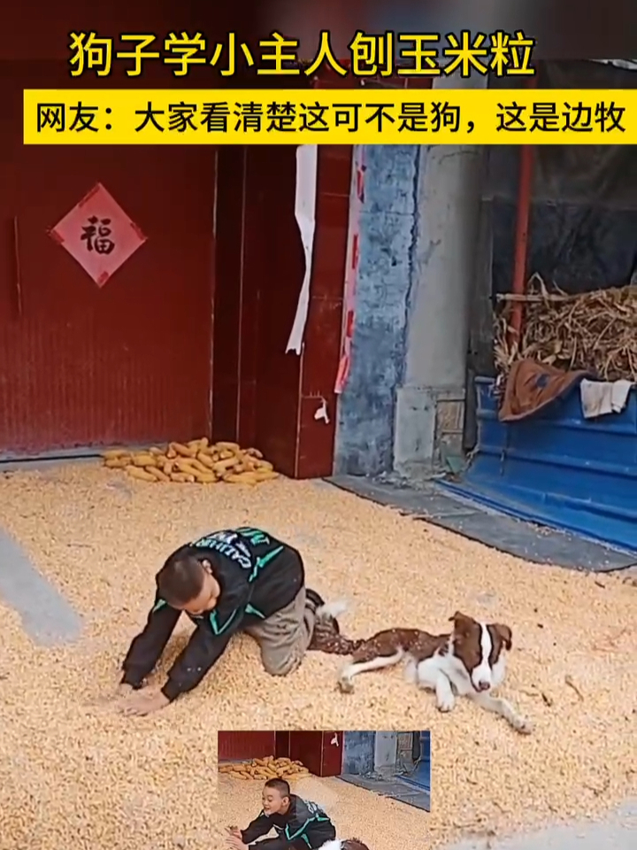 狗子学主人刨玉米地,学得有模有样的