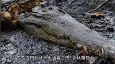 触目惊心!亚马逊热带雨林大火连烧三周,森林面目全非