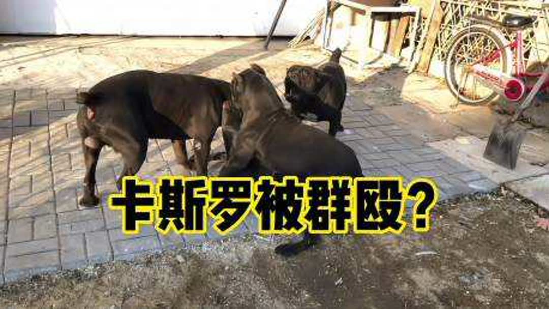 四只卡斯罗打架,两只群殴一只,还有一个吃瓜群众