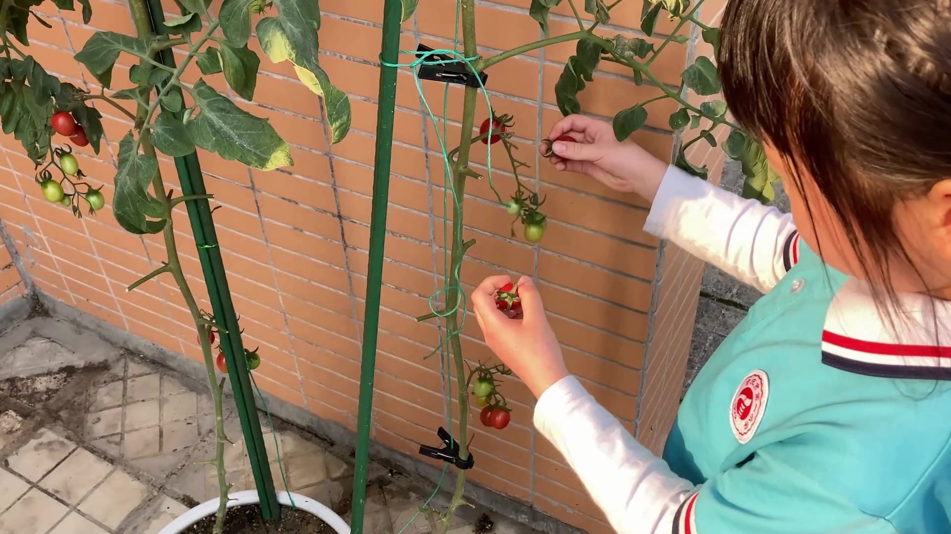 盆栽小番茄很好吃,但千万不要这样种,否则很难在树上成熟