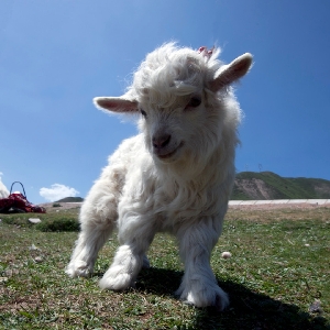 鹿咩咩内蒙古羊绒工厂 