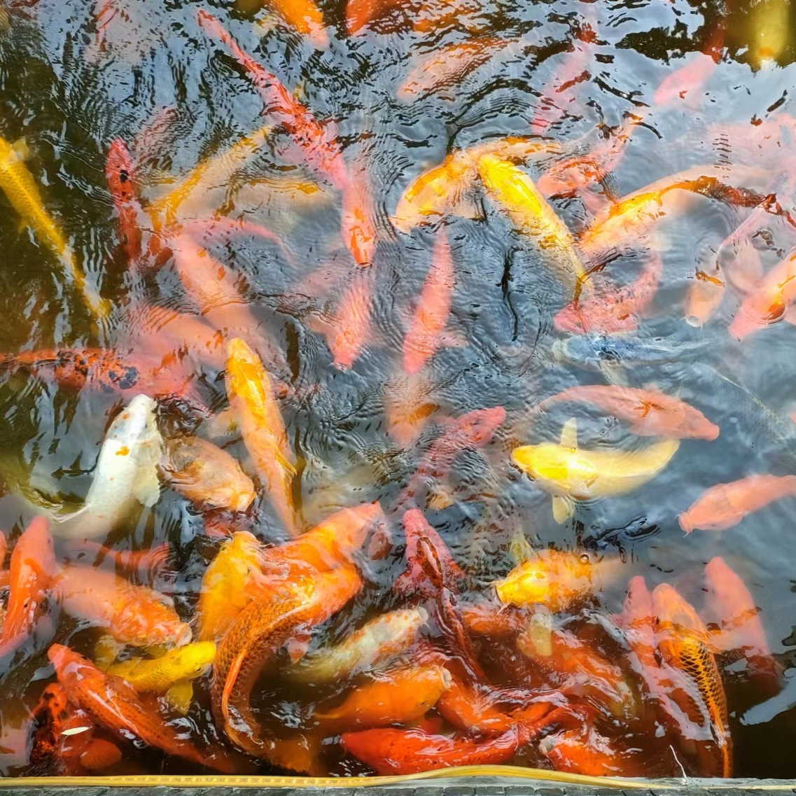 笑眯眯的城市猎人 