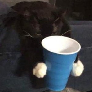 爱丽丝猫娜 