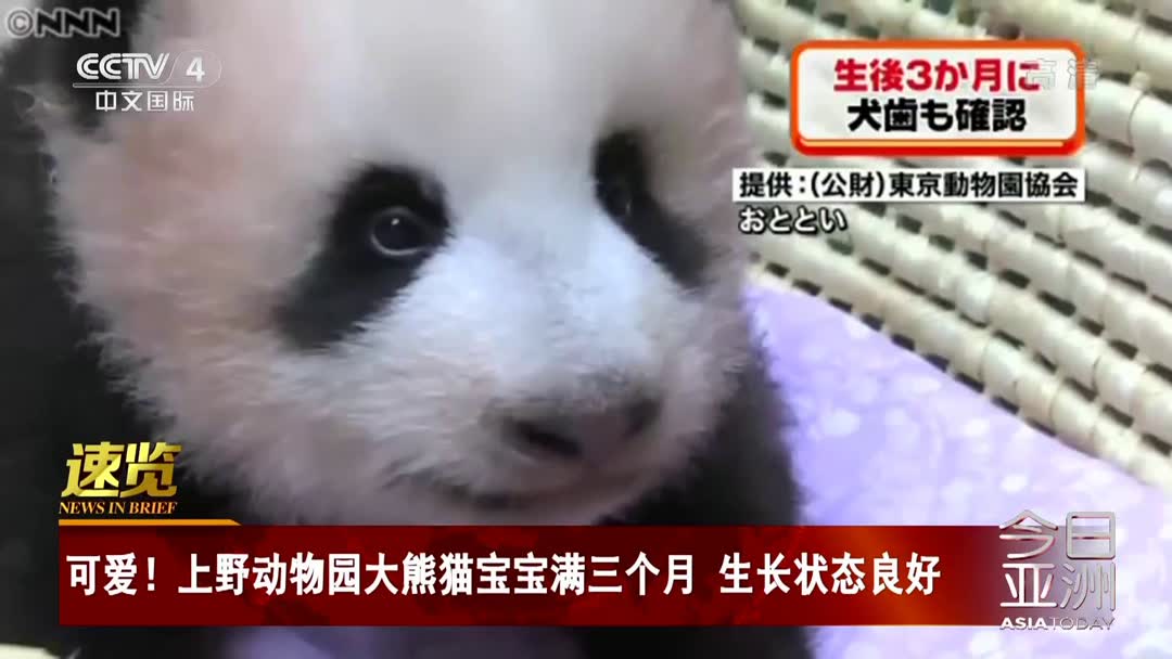 上野动物园大熊猫宝宝满三个月生长状态良好