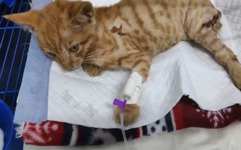 接力报名献血救车祸重伤小猫,可惜重伤不治,谢谢各位主人和猫咪的爱心!