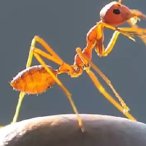 小蚁爱玩我的世界 